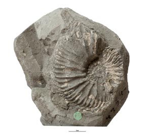 GB3D Type Fossils | High resolution photographs and digital models of ...
