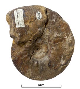 GB3D Type Fossils | High resolution photographs and digital models of ...