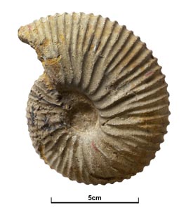 GB3D Type Fossils | High resolution photographs and digital models of ...
