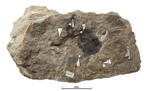 GB3D Type Fossils | High resolution photographs and digital models of ...