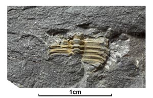 GB3D Type Fossils | High resolution photographs and digital models of ...