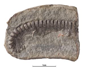 GB3D Type Fossils | High resolution photographs and digital models of ...