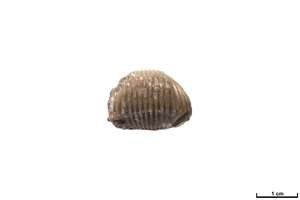 GB3D Type Fossils | High resolution photographs and digital models of ...