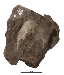 GB3D Type Fossils | High resolution photographs and digital models of ...